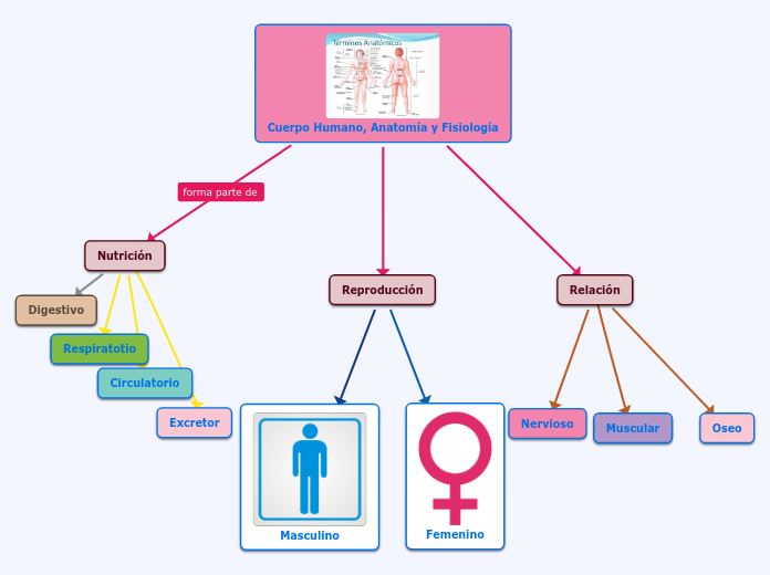Cuerpo Humano, Anatomía y Fisiología - Mind Map